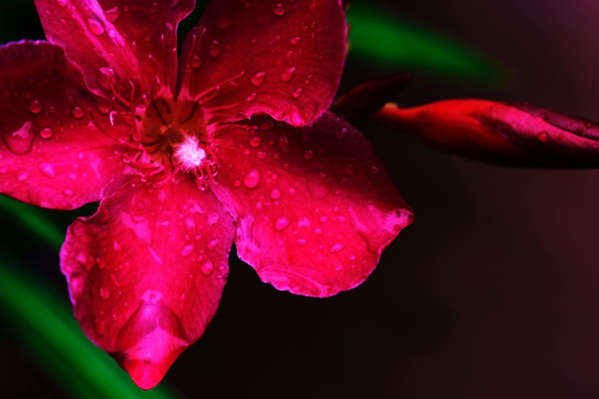 As Right as Rain – The Bal Tashchit Balabusta