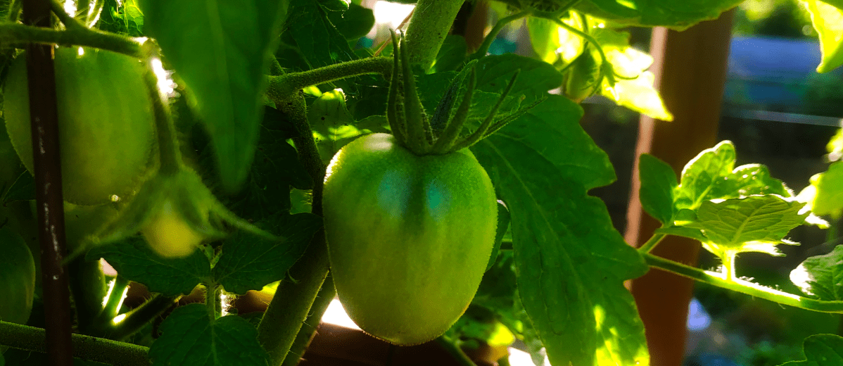 Growth and Perfection – The Bal Tashchit Balabusta